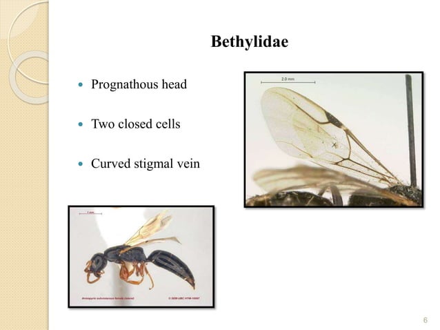 Identification of parasitoids ppt- ENTOMOLOGY | PPTX | Biological ...