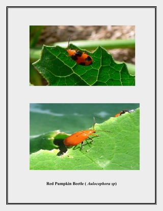Identification of pests | PDF