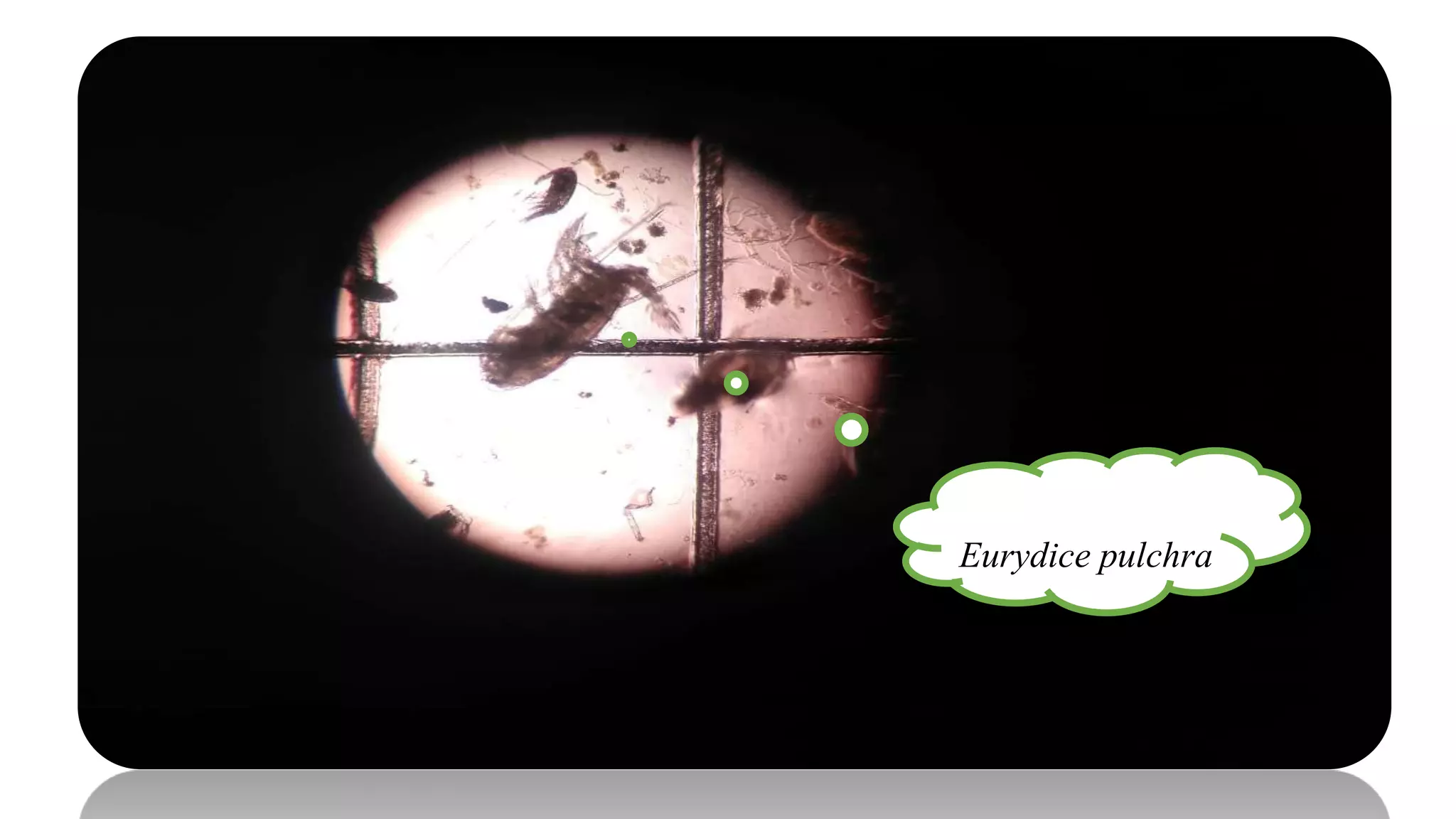 Identification of plankton | PPTX