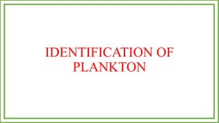 Identification of plankton | PPTX