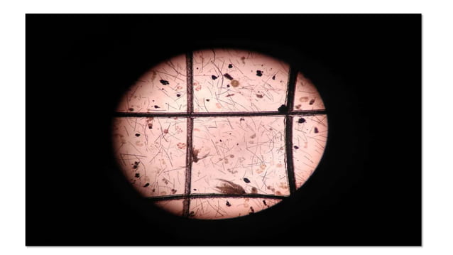 Identification of plankton | PPTX