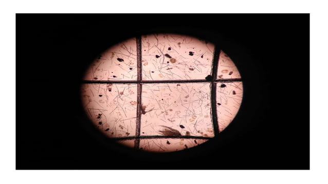 Identification of plankton | PPTX