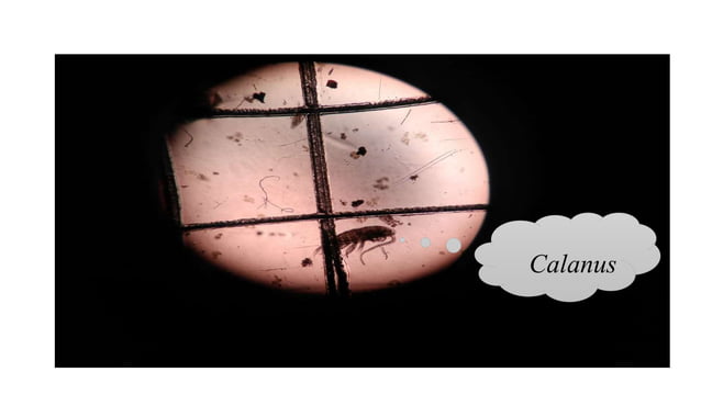 Identification of plankton | PPTX