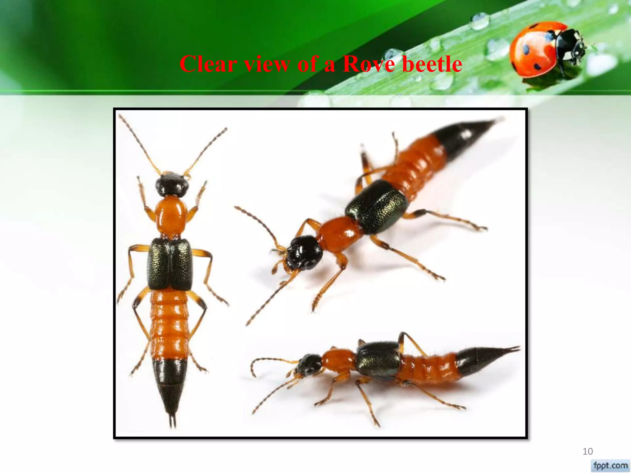 Identification of predators ppt | PPTX