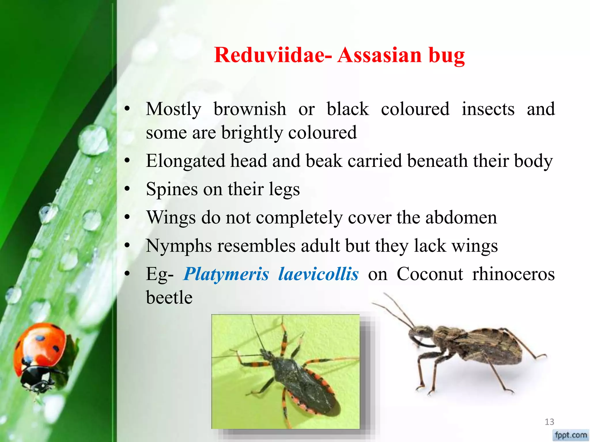 Identification of predators ppt | PPTX
