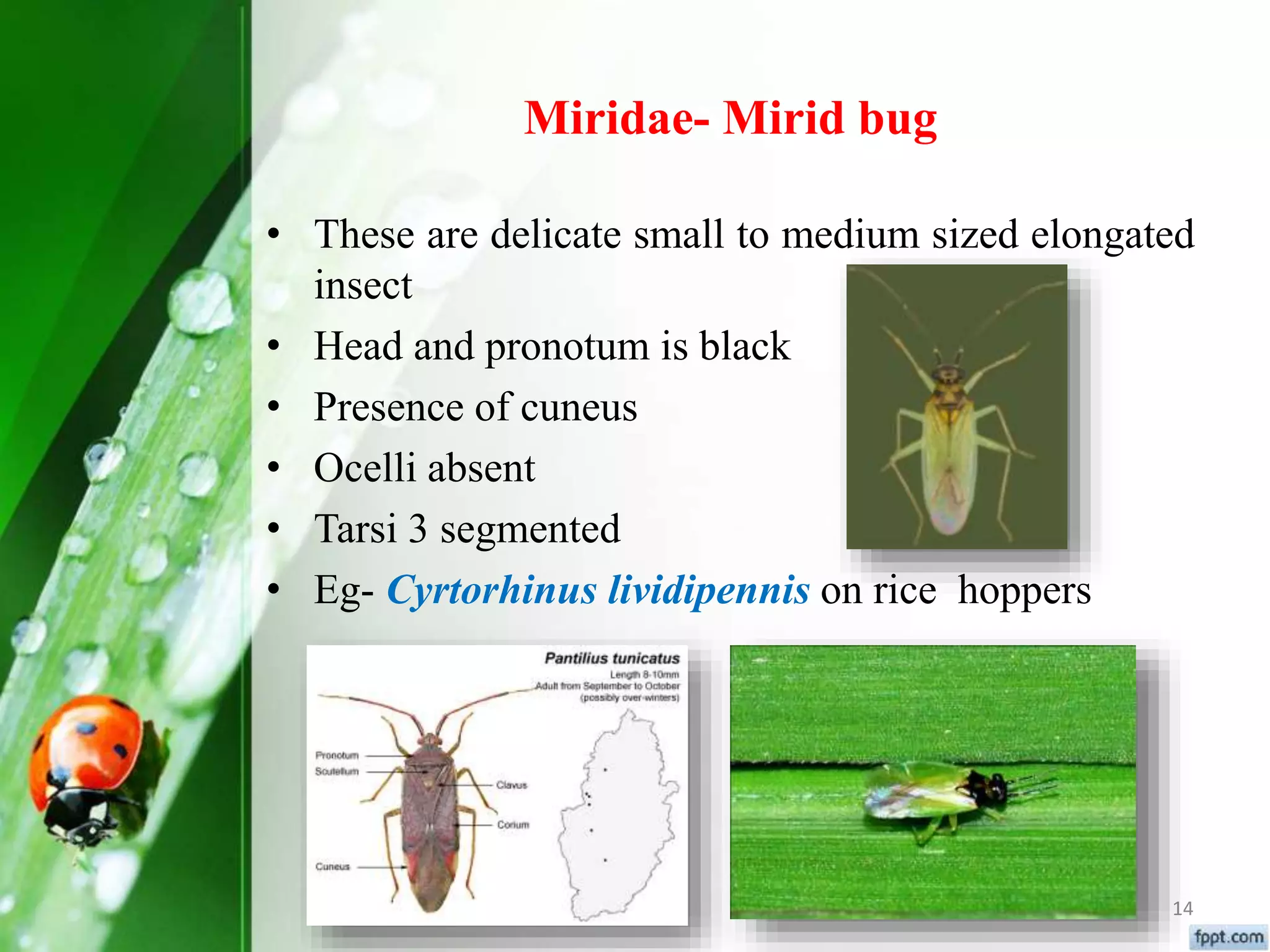 Identification of predators ppt | PPTX