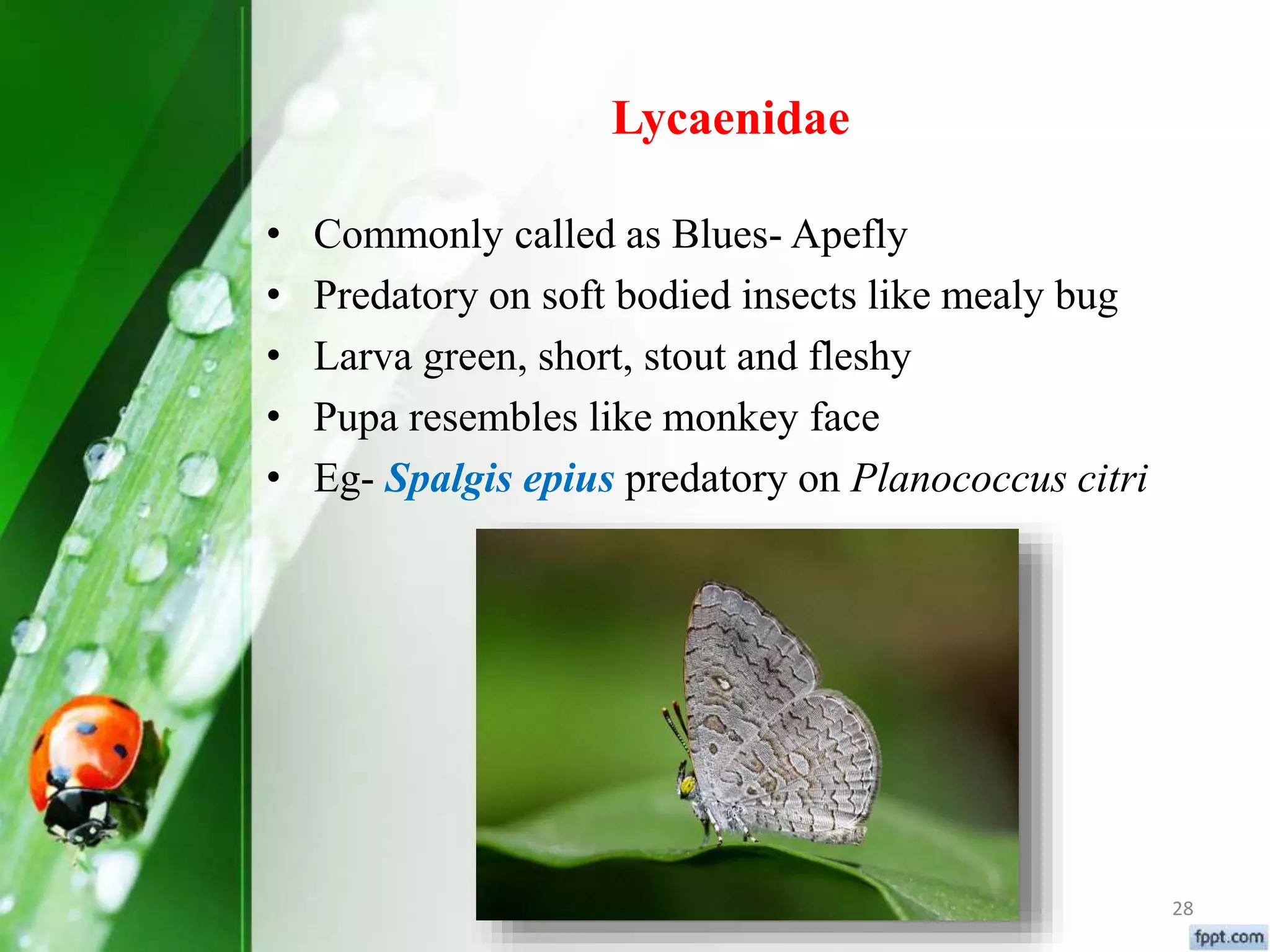Identification of predators ppt | PPTX