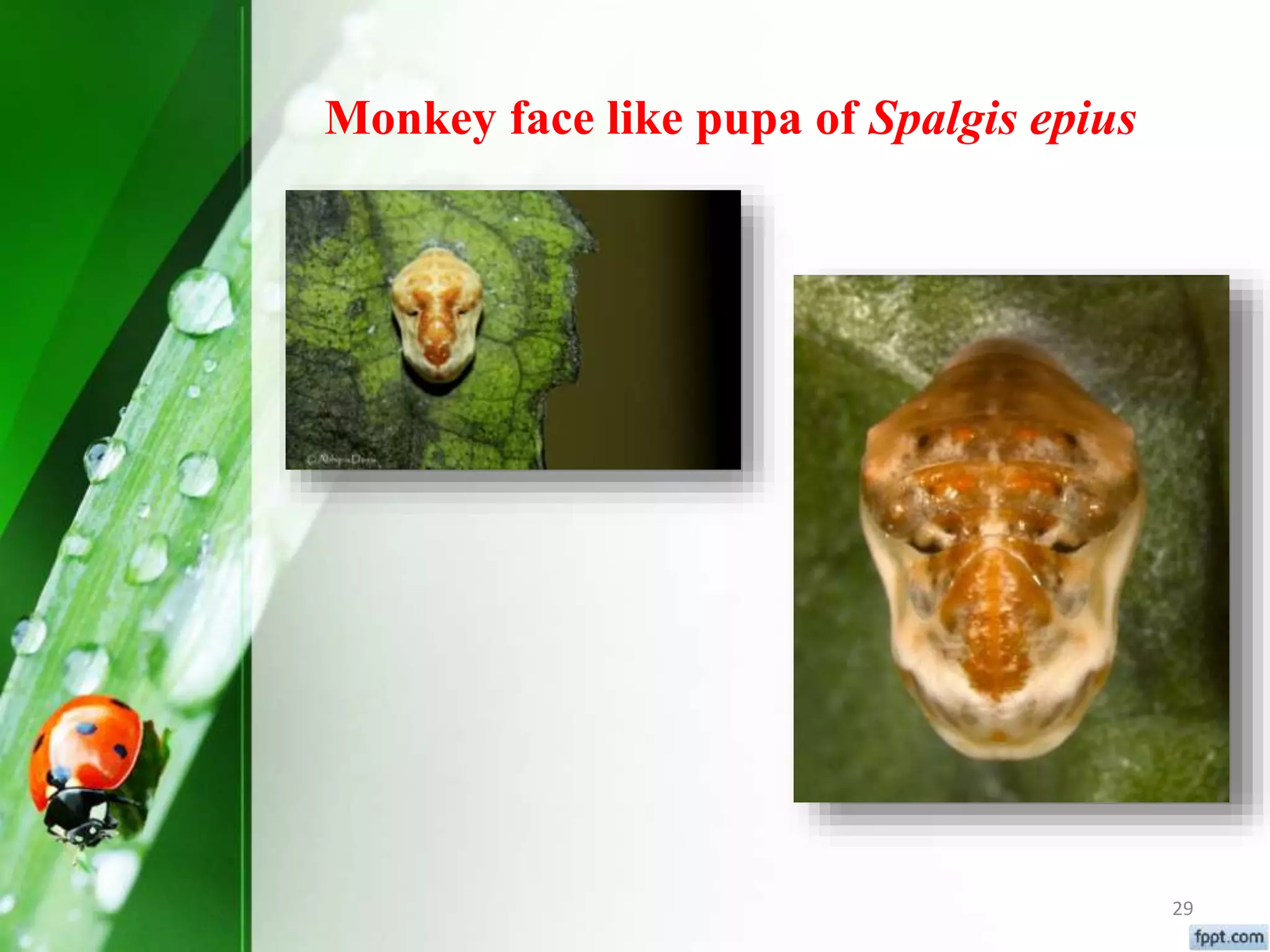 Identification of predators ppt | PPTX