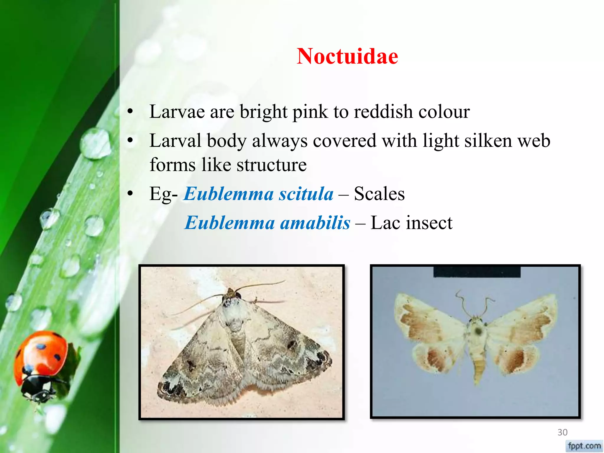 Identification of predators ppt | PPTX