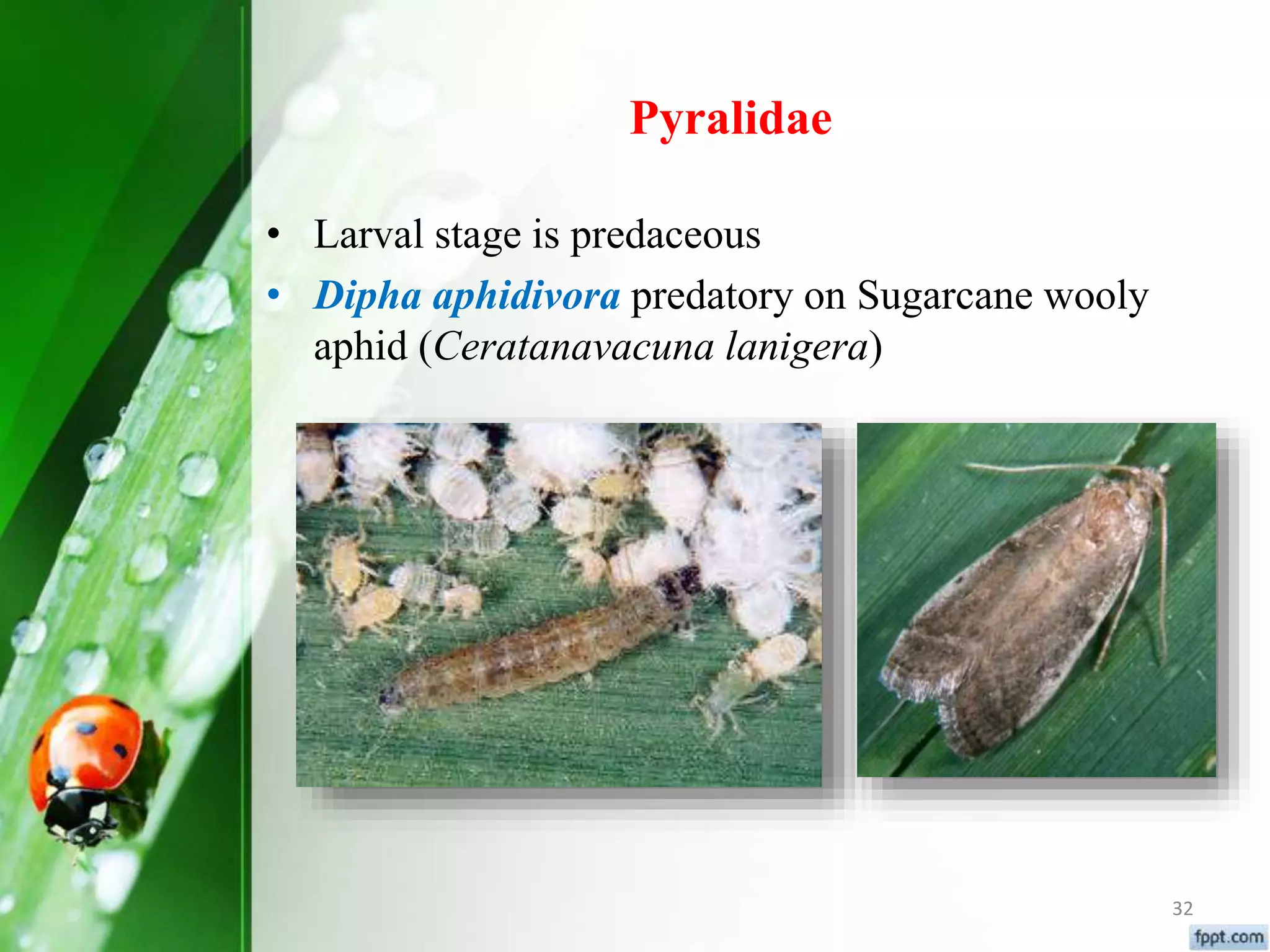 Identification of predators ppt | PPTX
