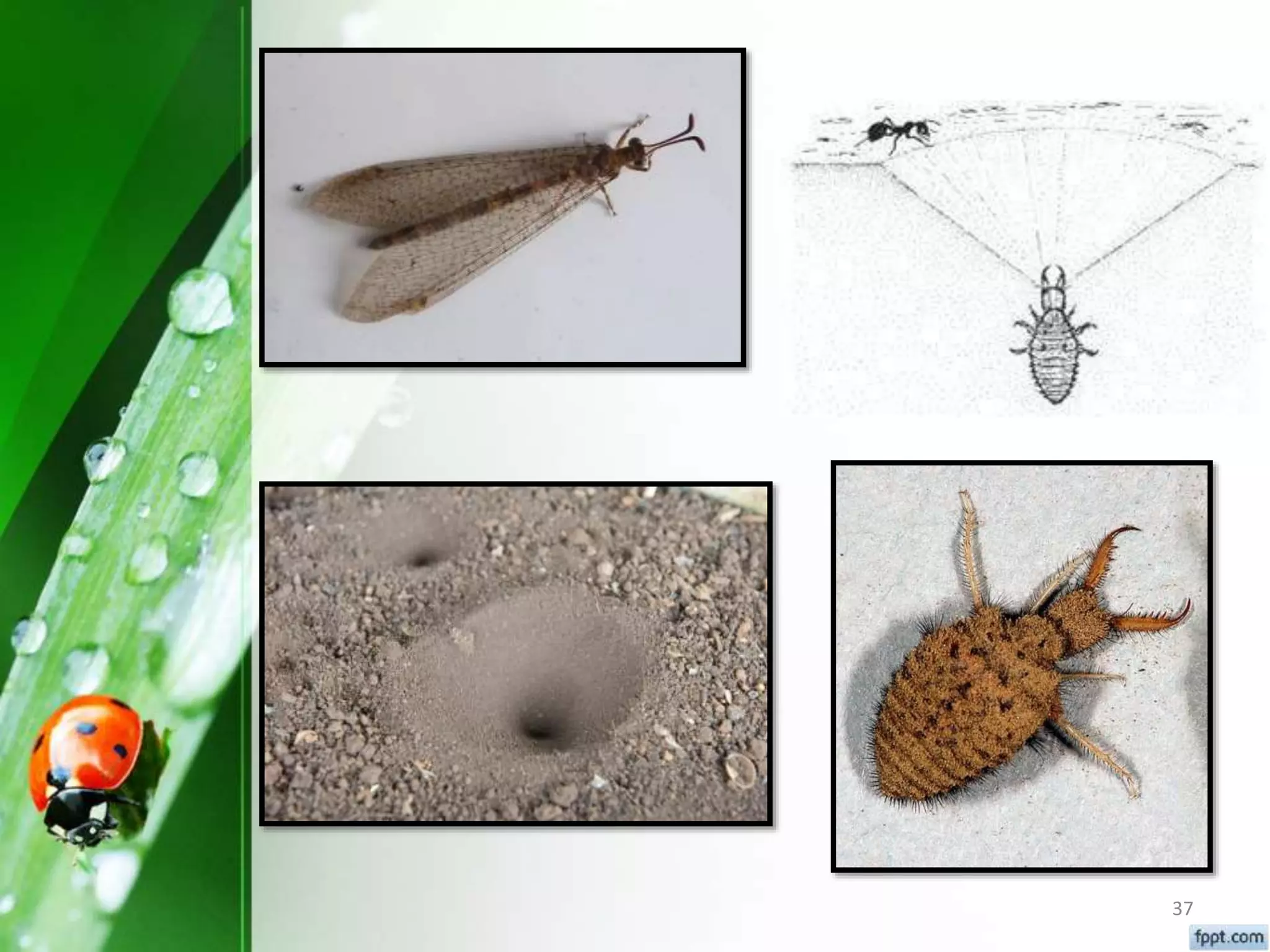 Identification of predators ppt | PPTX