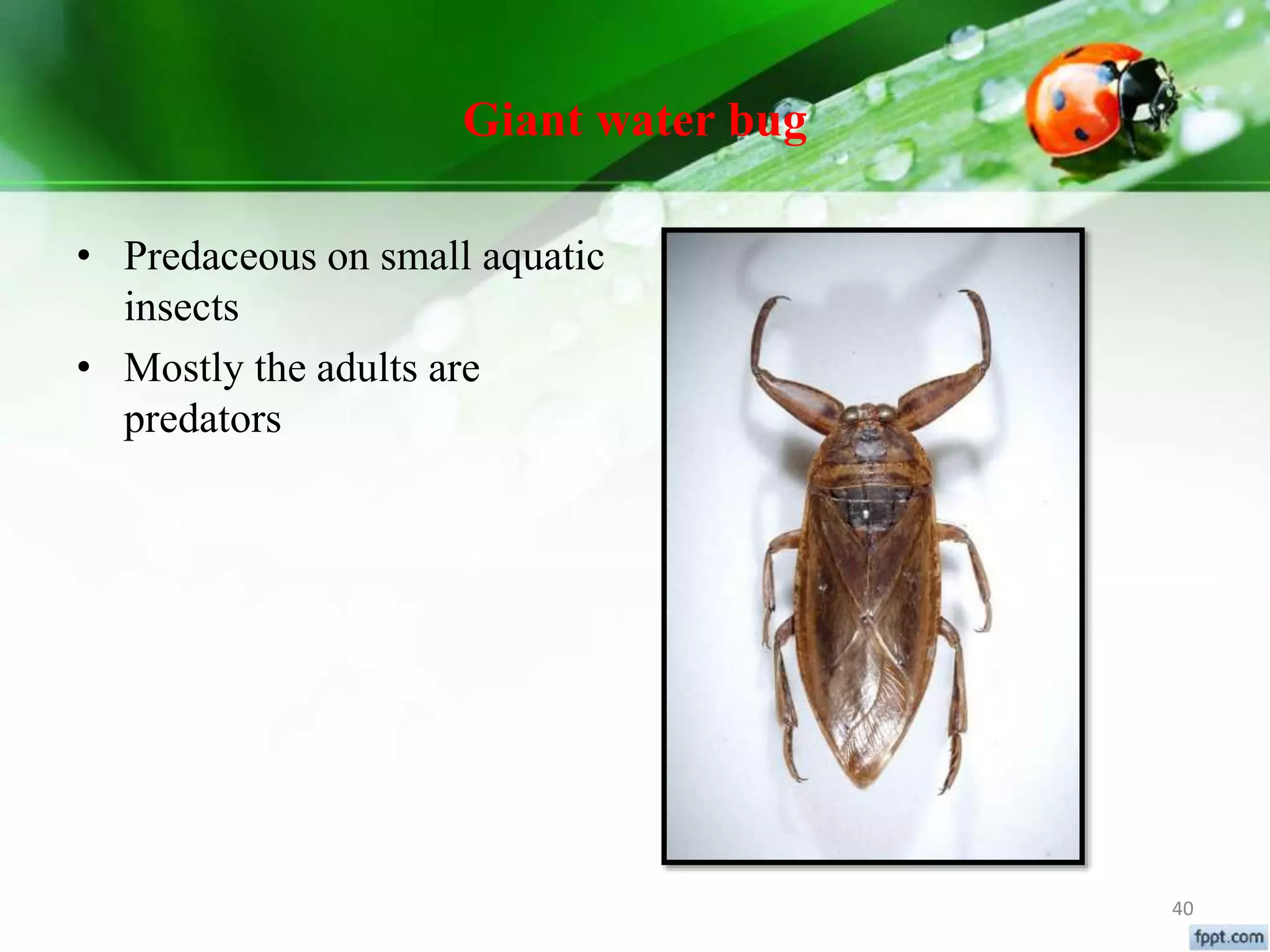 Identification of predators ppt | PPTX