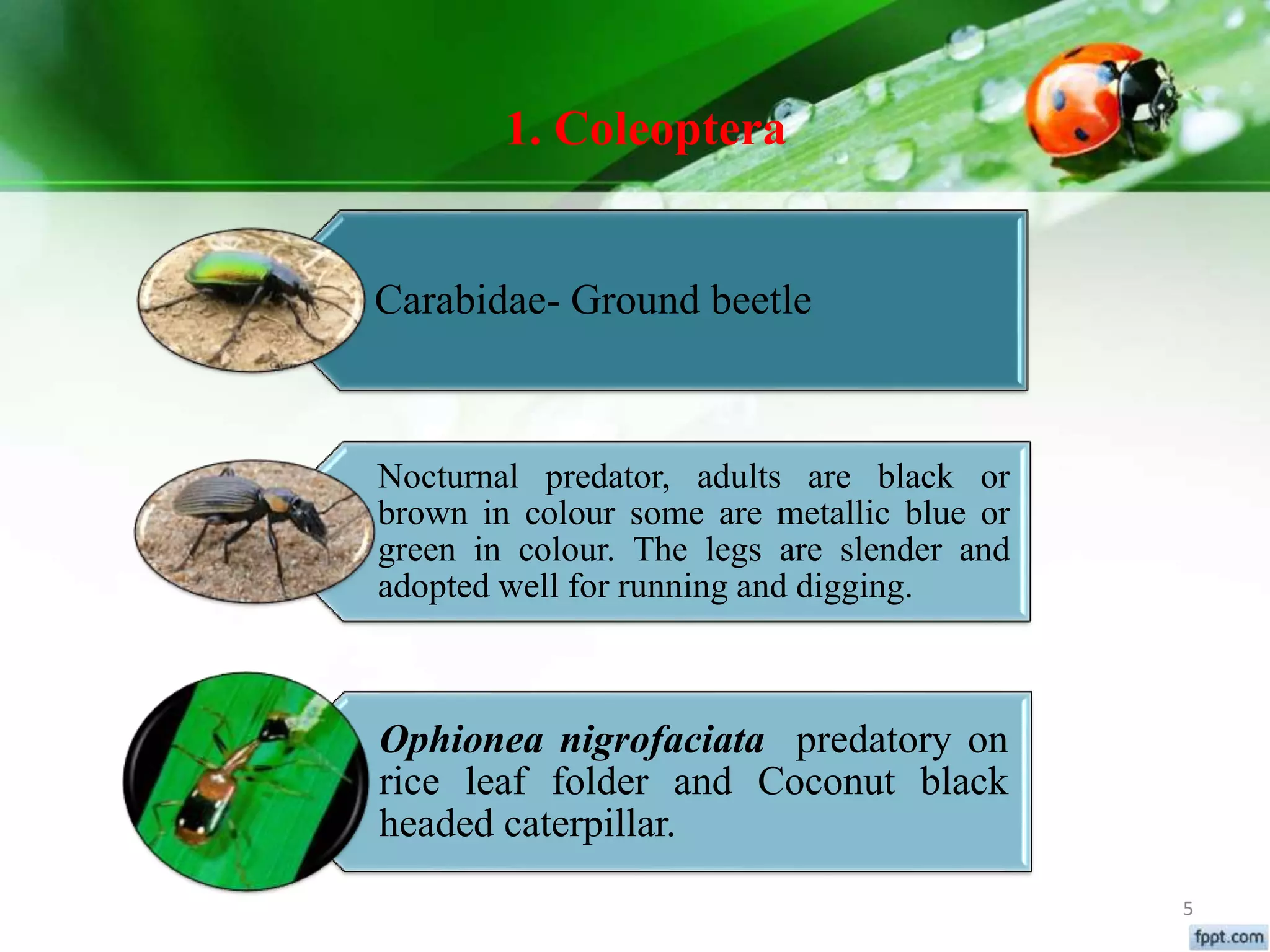 Identification of predators ppt | PPTX