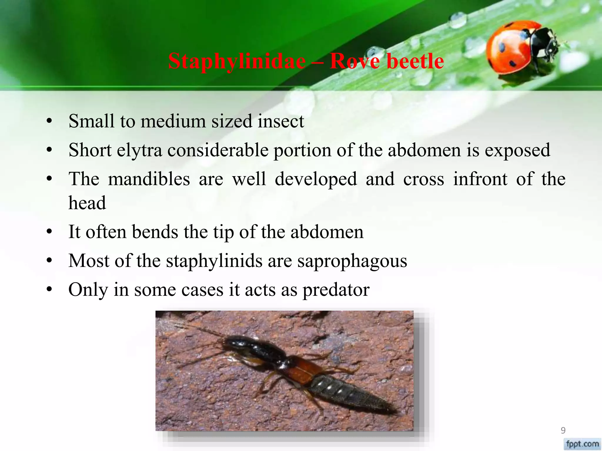Identification of predators ppt | PPTX