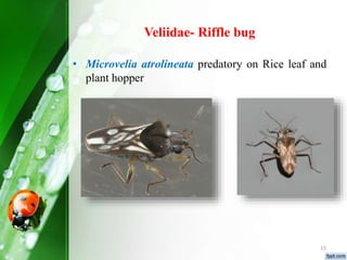Identification of predators ppt | PPTX