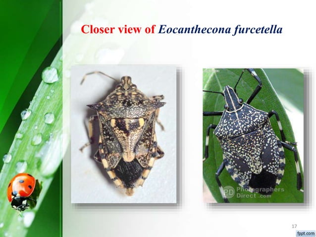 Identification of predators ppt | PPTX