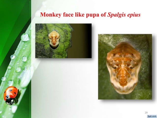 Identification of predators ppt | PPTX