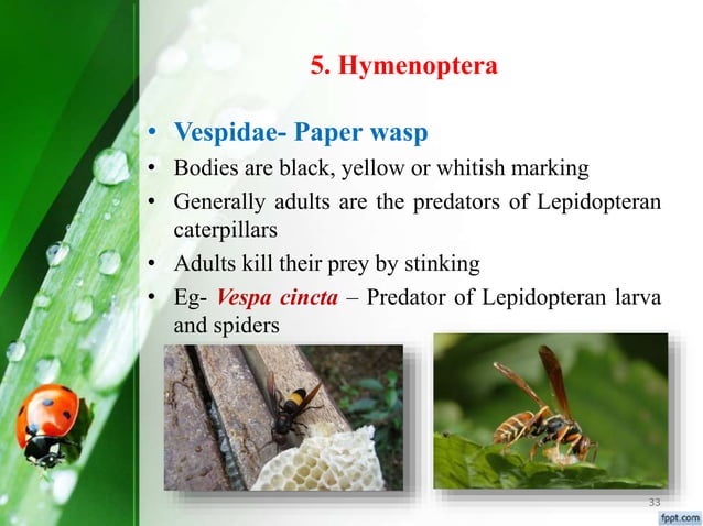 Identification of predators ppt | PPTX