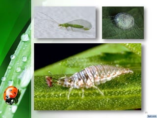 Identification of predators ppt | PPTX