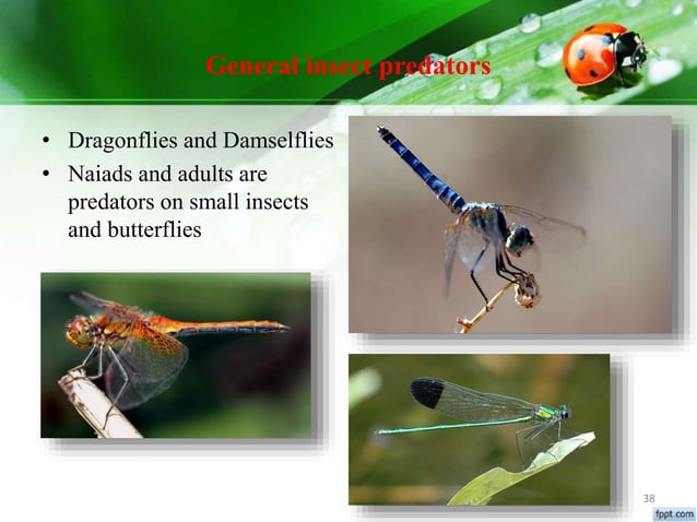 Identification of predators ppt | PPTX