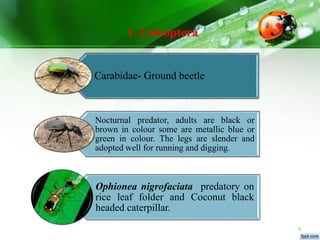 Identification of predators ppt | PPTX