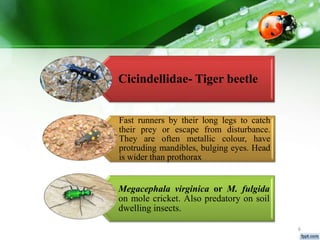 Identification of predators ppt | PPTX