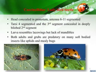 Identification of predators ppt | PPTX