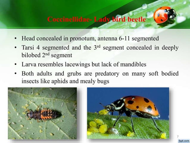 Identification of predators ppt | PPTX