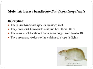 Identification of rats and mice and their management | PPTX