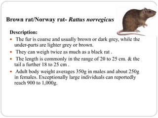 Identification of rats and mice and their management | PPTX