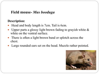 Identification of rats and mice and their management | PPTX ...