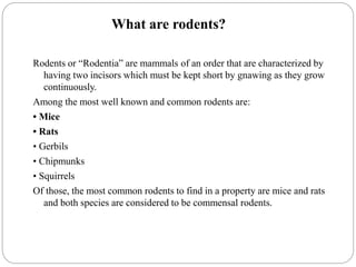 Identification of rats and mice and their management | PPTX ...