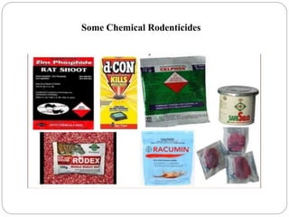 Identification of rats and mice and their management | PPTX ...