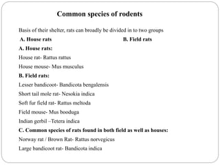 Identification of rats and mice and their management | PPTX ...