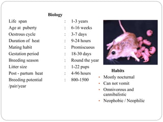 Identification of rats and mice and their management | PPTX ...