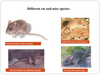 Identification of rats and mice and their management | PPTX ...