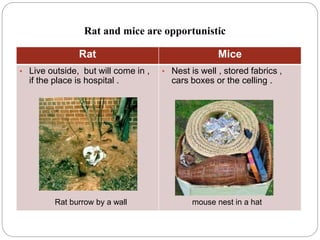 Identification of rats and mice and their management | PPTX