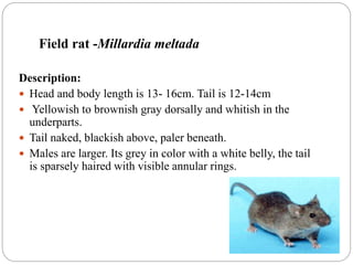 Identification of rats and mice and their management | PPTX