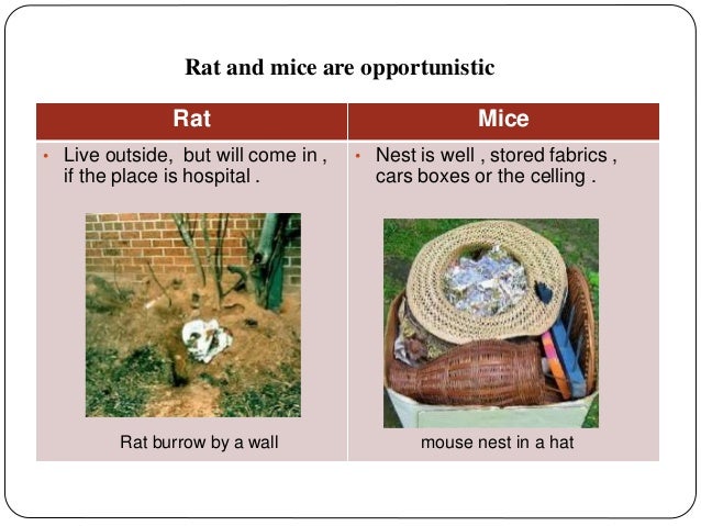 Identification Of Rats And Mice And Their Management