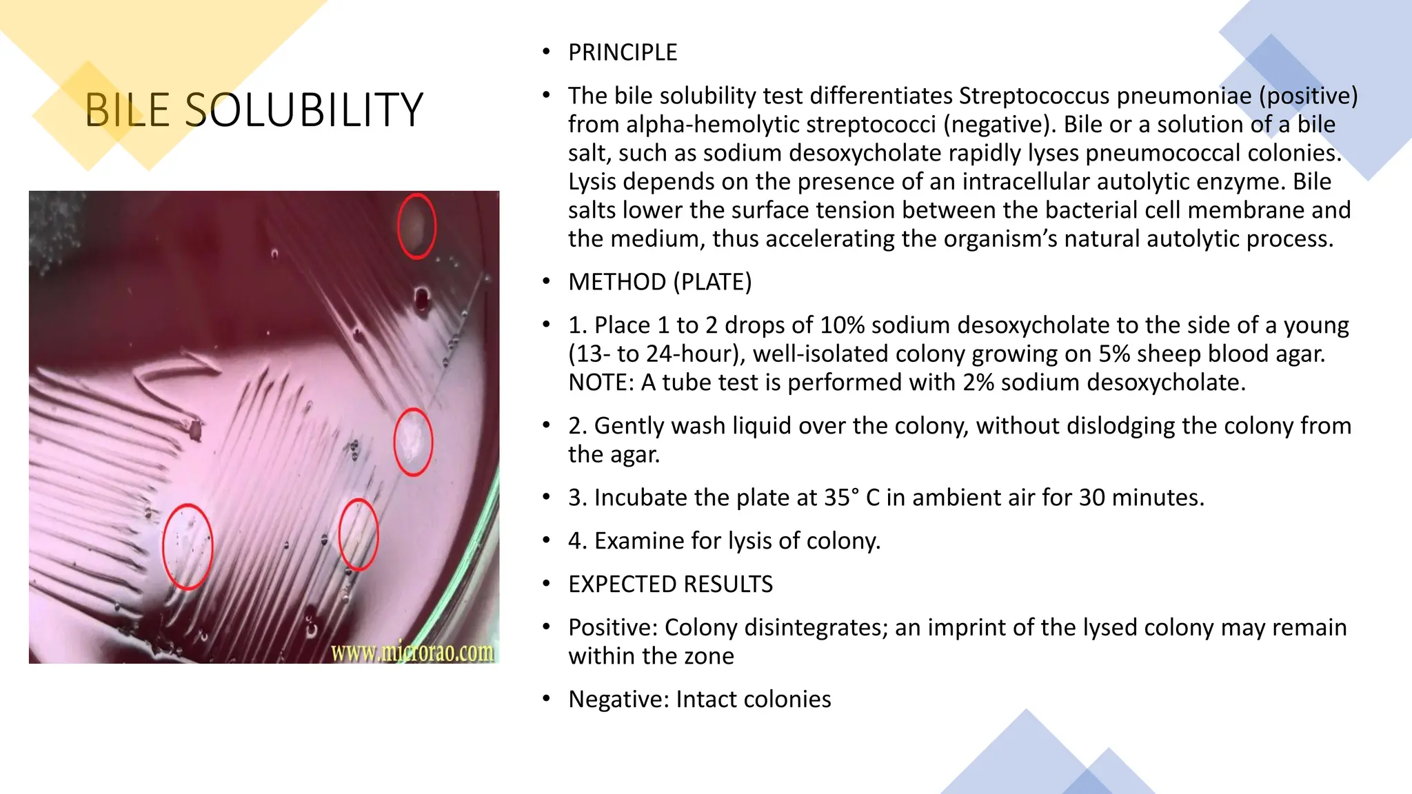 Identification of Staphylococcus and Streptococcus (1).pdf