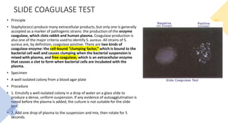 Identification of Staphylococcus and Streptococcus (1).pdf