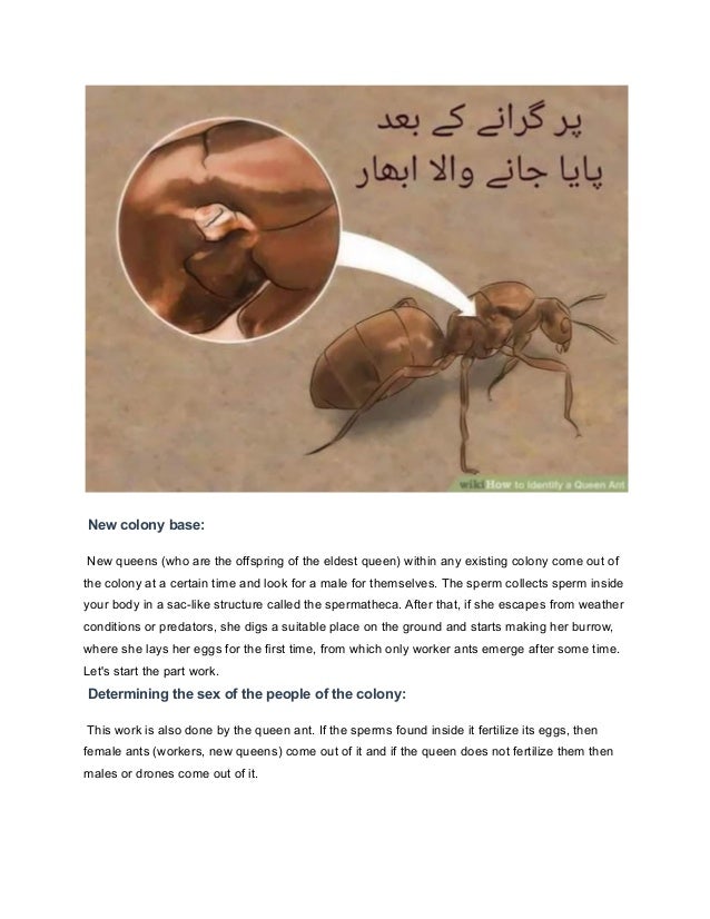 Identification of the Queen Ant, Worker ants, Male or Drones.pdf