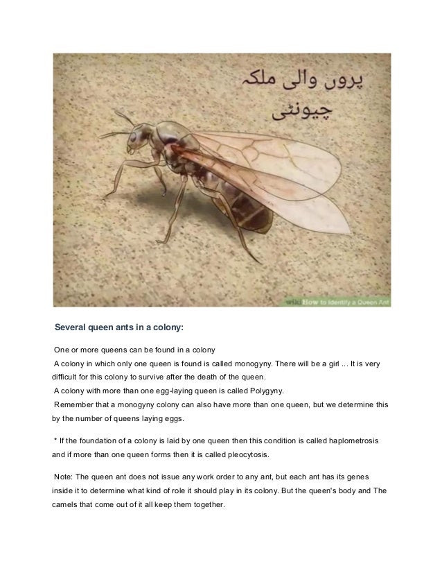Identification of the Queen Ant, Worker ants, Male or Drones.pdf