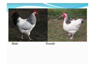 Identification of various breeds of poultry | PPT