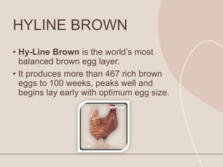 IDENTIFICATION OF VARIOUS LAYER STRAINS IN INDIA.pptx