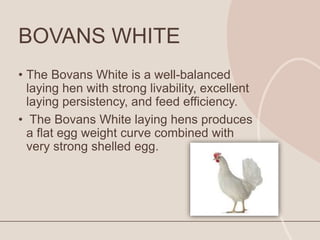 IDENTIFICATION OF VARIOUS LAYER STRAINS IN INDIA.pptx