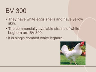 IDENTIFICATION OF VARIOUS LAYER STRAINS IN INDIA.pptx