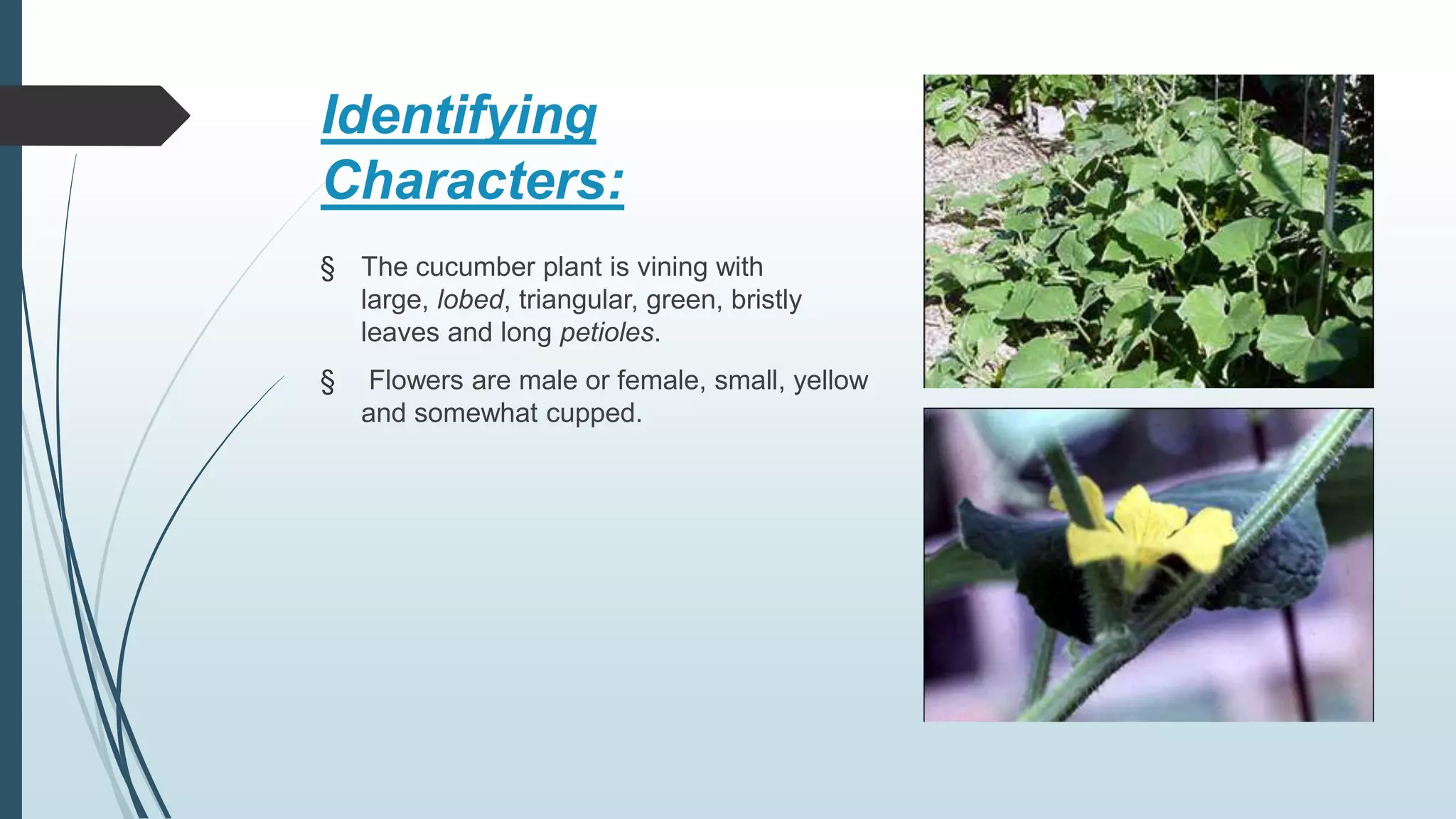 Identification of vegetable crops in Horticulture | PPTX