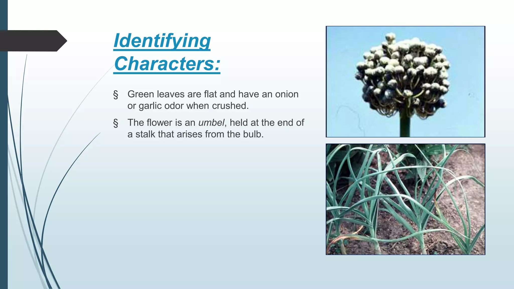 Identification of vegetable crops in Horticulture | PPTX