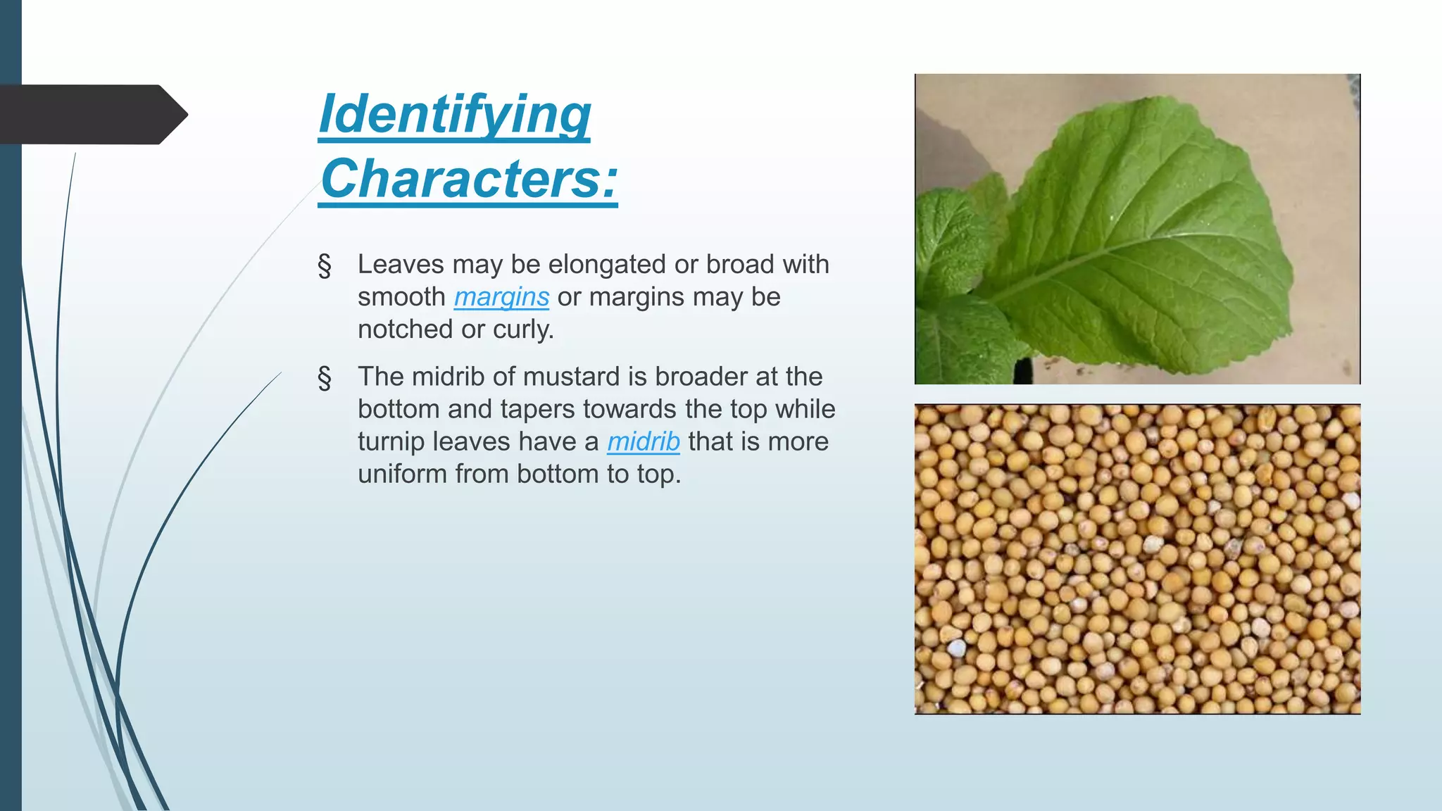 Identification of vegetable crops in Horticulture | PPTX